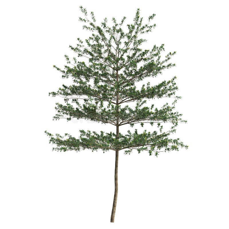 3d Illustration of Terminalia Mantaly Tree Isolated on White Background ...