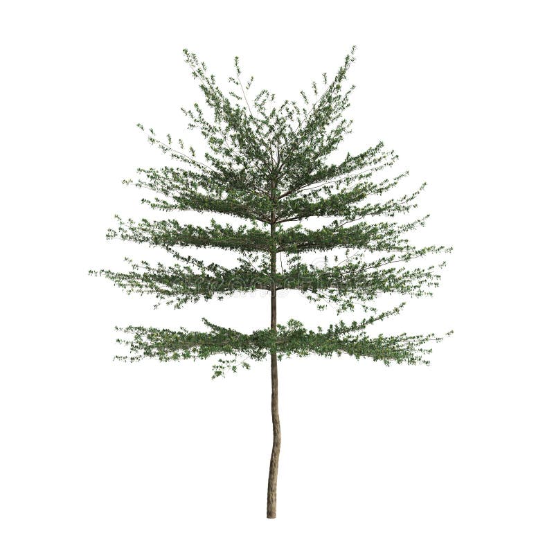 3d Illustration of Terminalia Mantaly Tree Isolated on White Background ...