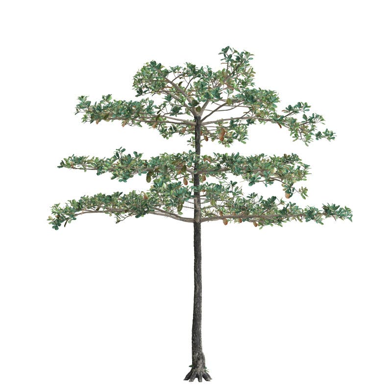 3d Illustration of Terminalia Mantaly Trees Isolated on White ...