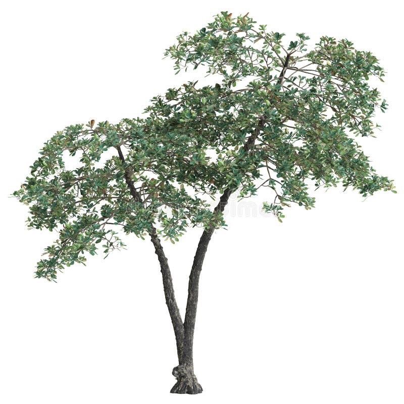 3d Illustration of Terminalia Mantaly Tree Isolated on White Background ...