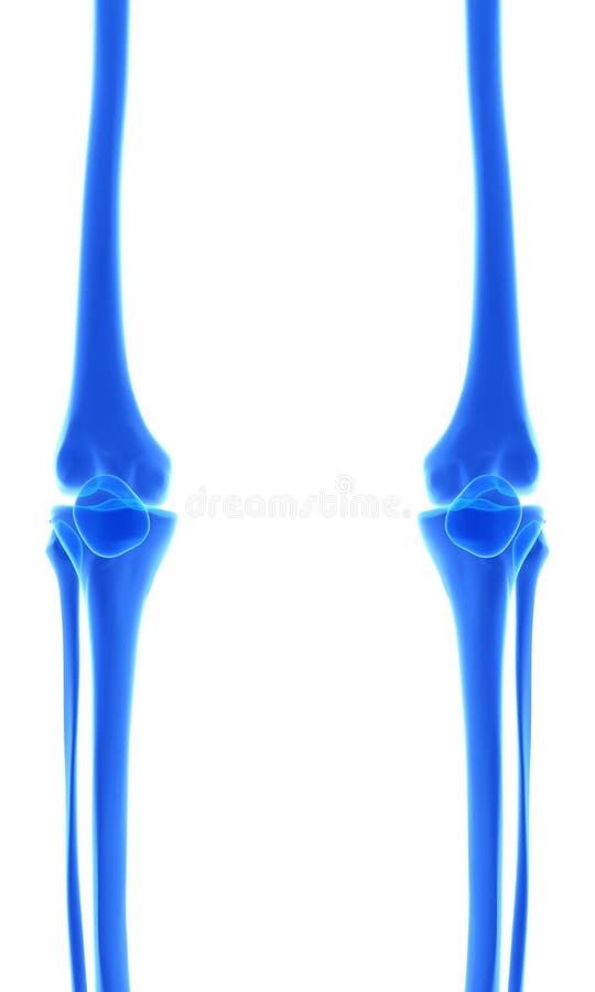 3D Illustration of Tibia, Medical Concept. Stock Illustration ...