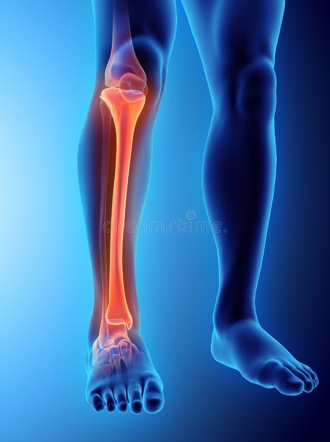 3D Illustration of Tibia, Medical Concept. Stock Illustration ...