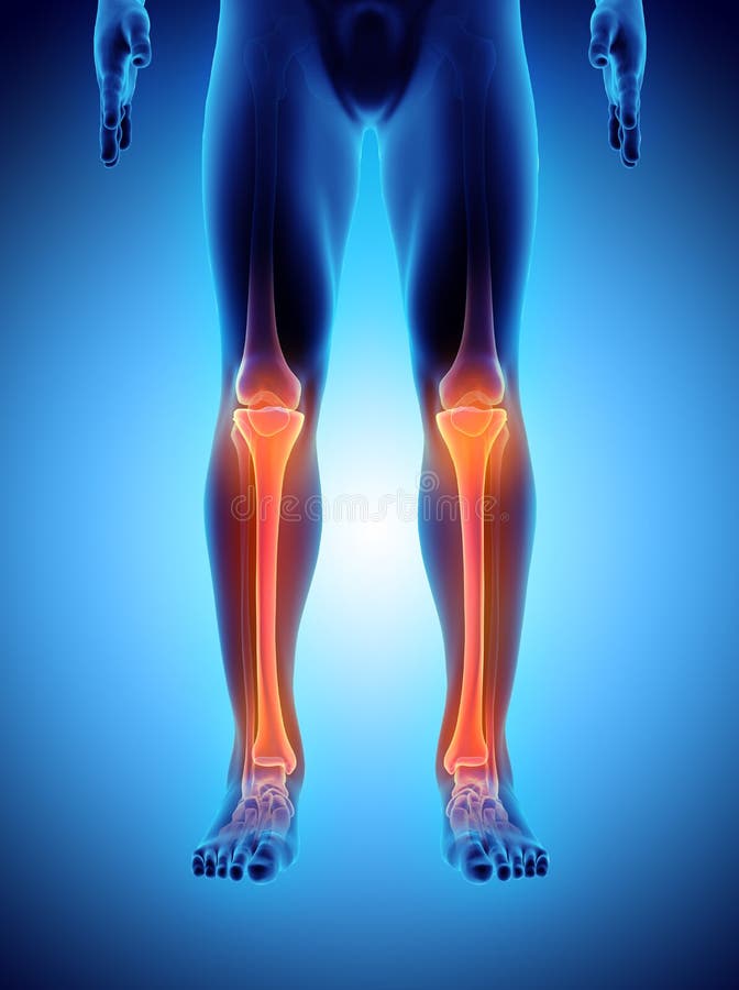 Tibia Part Stock Illustrations – 316 Tibia Part Stock Illustrations ...