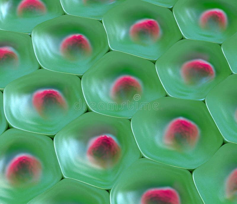 Top View on Green Cell Pattern with Red Cell Nucleus Stock Illustration ...