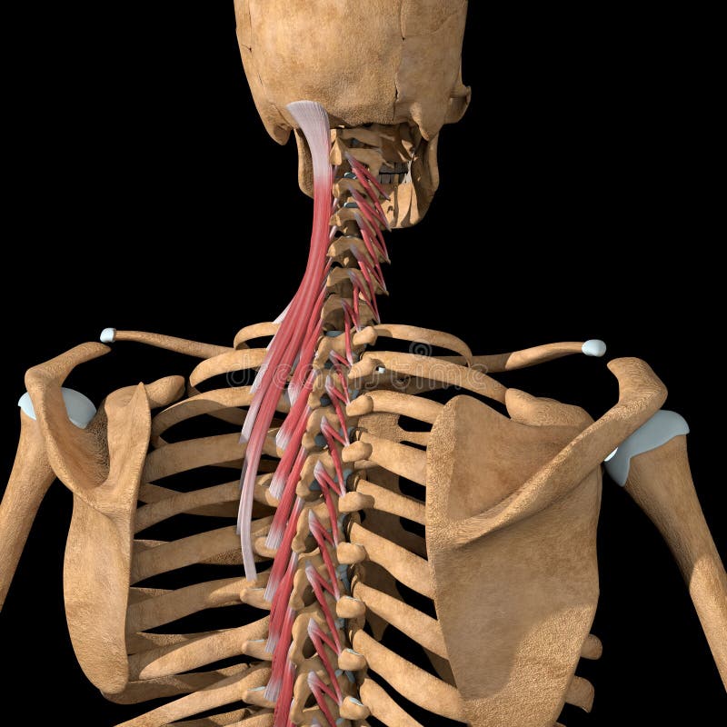 3d Illustration of the Transversospinalis Muscles Group Full Back View ...