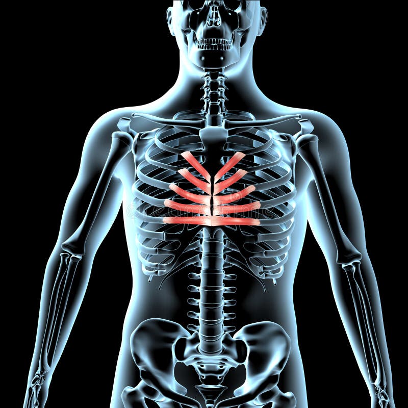 Transversus thoracis stock illustration. Illustration of mammal - 153407193