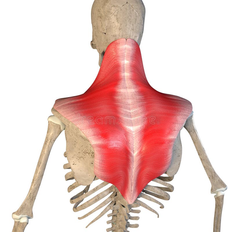 Human Trapezius Muscles on Skeleton Stock Illustration - Illustration ...
