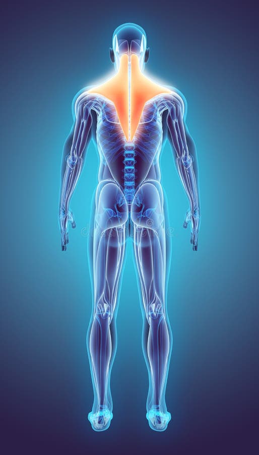3d Illustration of the Trapezius Muscles on Xray Musculature Stock ...
