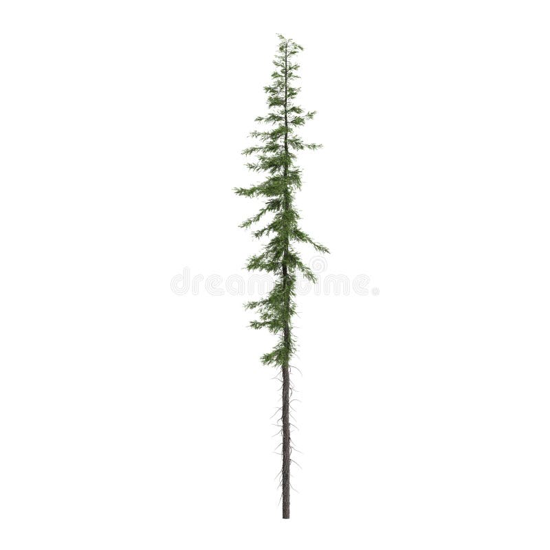 3d Illustration of Tsuga Mertensian Tree Isolated on White Background ...