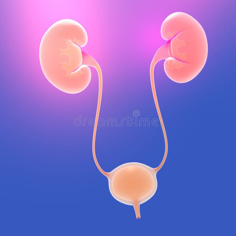 3d Illustration of the Urinary System and Arteries. Stock Illustration ...