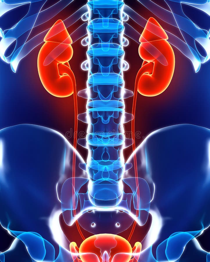 3d Illustration of the Urinary System and Arteries. Stock Illustration ...