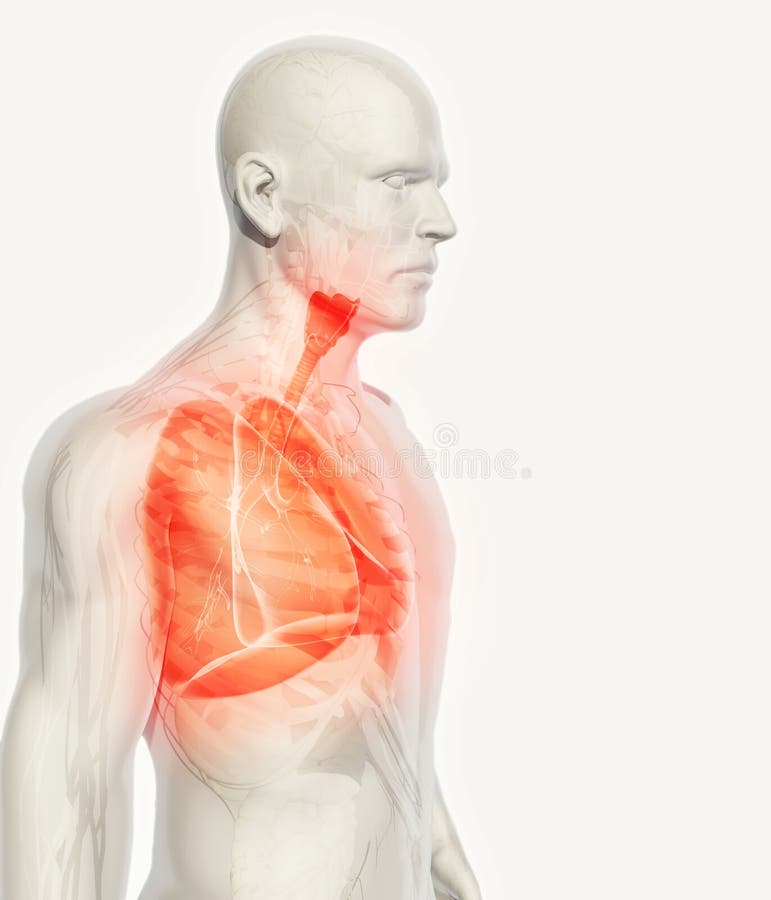 3D Illustration Von Lungen, Medizinisches Konzept Stock Abbildung ...