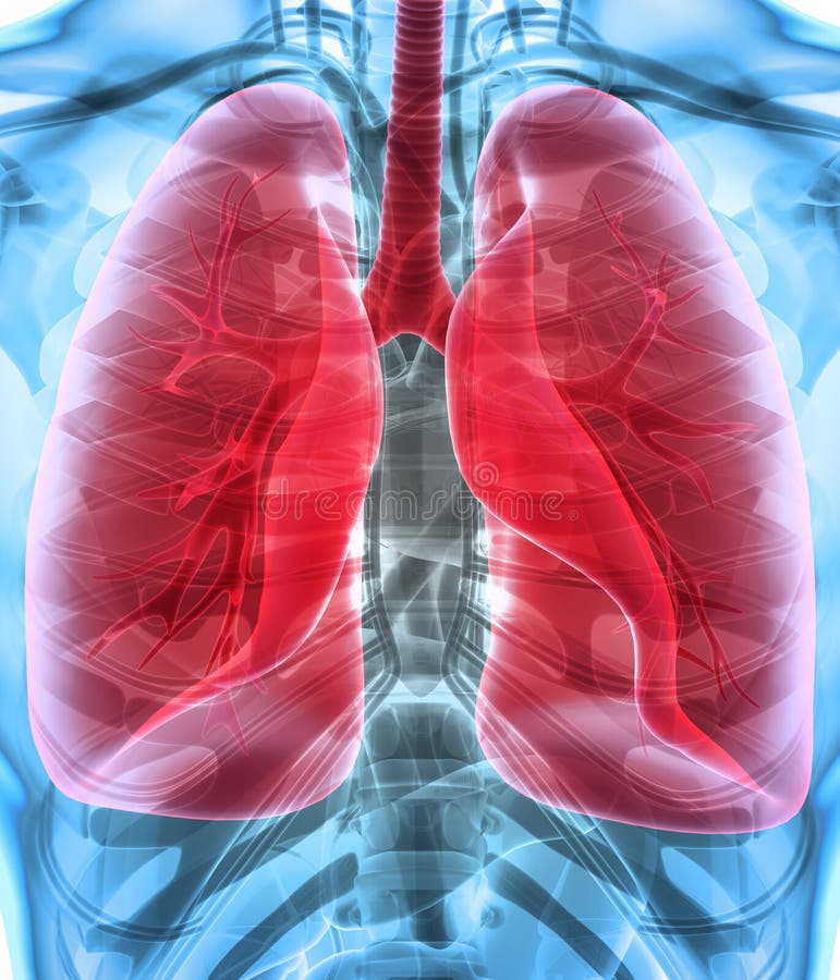 3D Illustration Von Lungen, Medizinisches Konzept Stock Abbildung ...