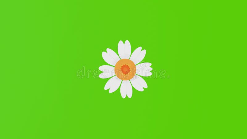 2d Illustration of a White Daisy Moving on a Green Screen Stock Footage ...