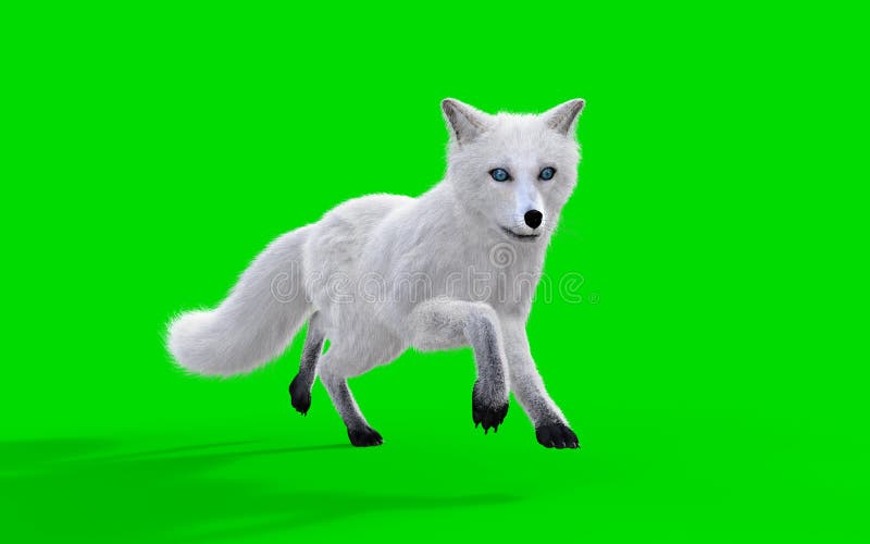 3d Illustration White Fox Isolate on Green Background Stock ...