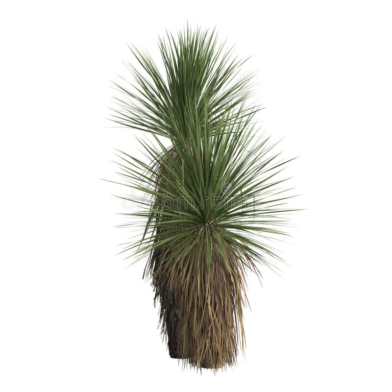 Yucca White Background Stock Illustrations – 1,042 Yucca White ...