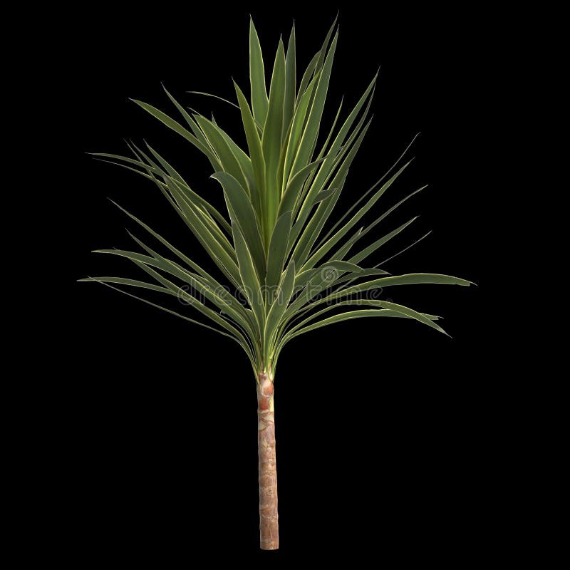 3d Illustration of Yucca Plant Isolated on Black Background Stock ...