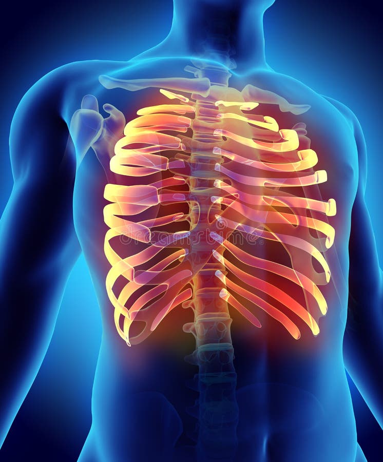 3D Illustrazione Delle Costole, Concetto Medico Illustrazione di Stock ...