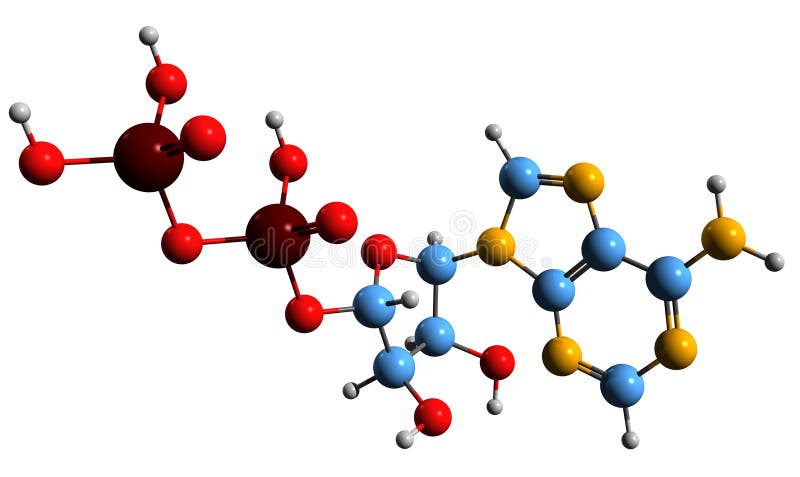 3D Image of Adenosine Diphosphate Skeletal Formula Stock Illustration ...