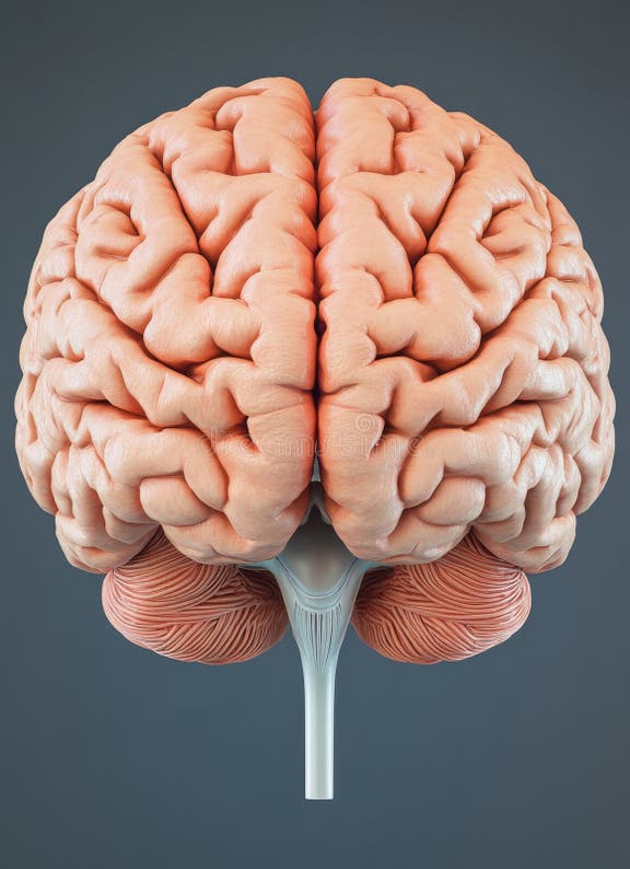 A 3D Image of a Brain with a Red Light is Shown Alongside a Brain Model ...