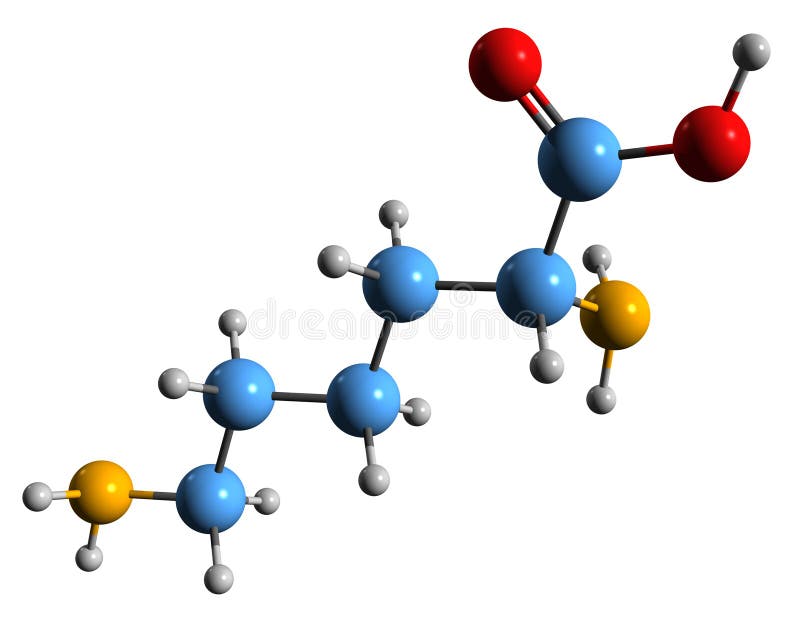 Lysine Monohydrochloride Stock Illustrations 1 Lysine Monohydrochloride Stock Illustrations
