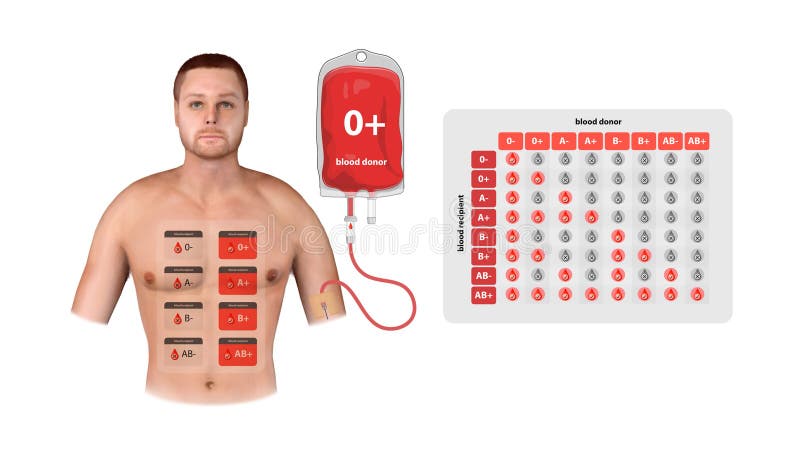 A 3D Infographic Visualizing O Positive Blood Donation, Transfusion ...