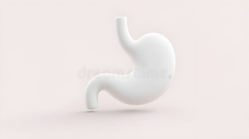 3D Isolated Human Stomach Model Anatomy and Digestive System ...