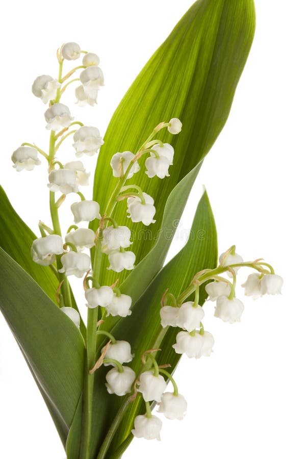 Lilly Du Bouquet De Fleurs Et De Feuilles De Vallée Isolée Sur Le Fond ...