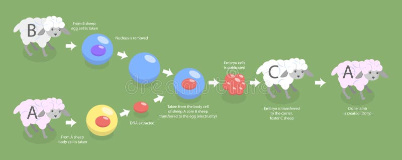 Cloned Sheep Stock Illustrations – 6 Cloned Sheep Stock Illustrations ...