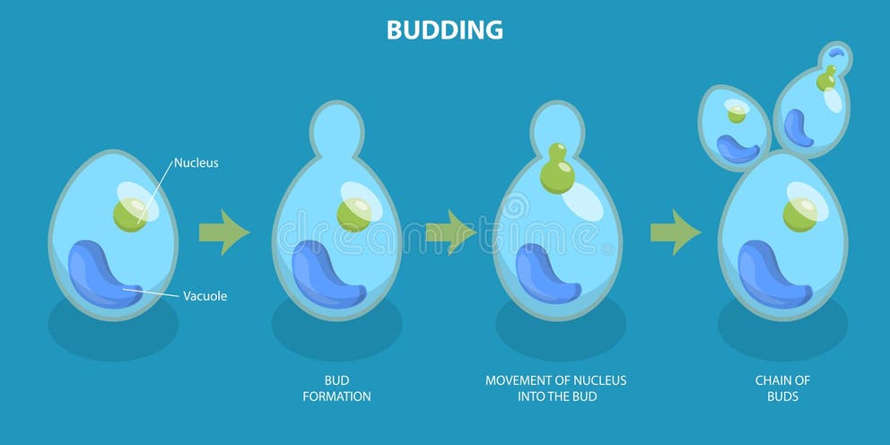 Yeast Reproduction Stock Illustrations – 166 Yeast Reproduction Stock ...