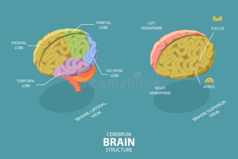 3D Isometric Flat Vector Conceptual Illustration of Cerebrum Brain ...