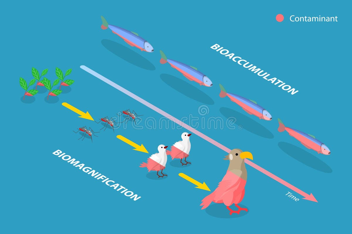 Biomagnification Stock Illustrations – 56 Biomagnification Stock ...
