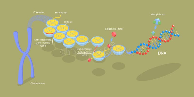 Epigenetic Stock Illustrations – 189 Epigenetic Stock Illustrations ...