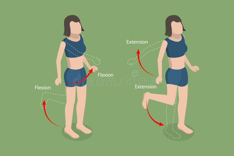 Shoulder Flexion Stock Illustrations – 47 Shoulder Flexion Stock ...