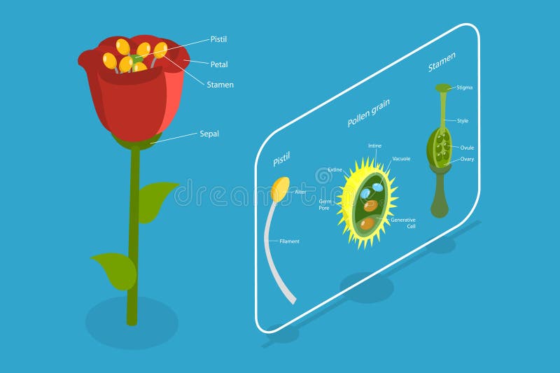 Flower Reproductive Morphology Stock Illustrations – 51 Flower ...