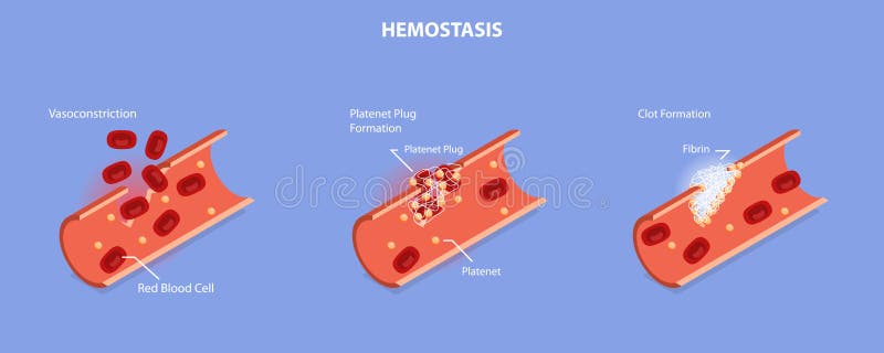 3D Isometric Flat Vector Conceptual Illustration of Hemostasis Stock ...