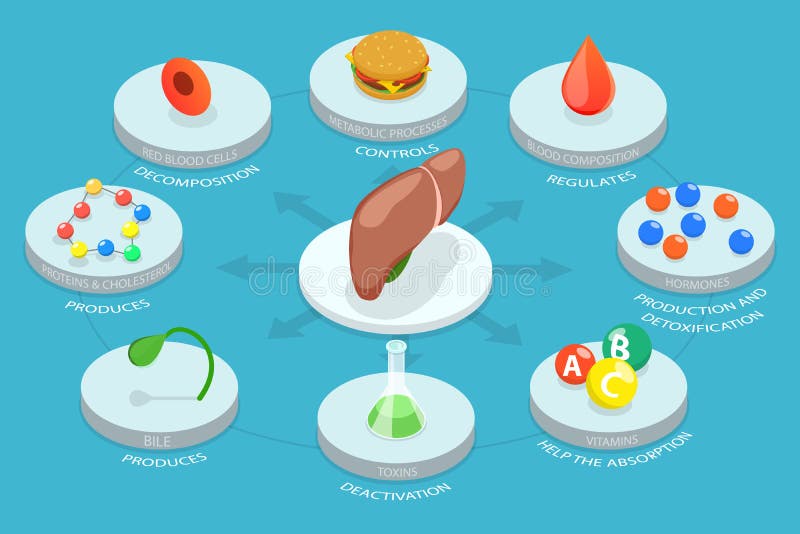 Liver functions stock vector. Illustration of body, digestive - 61319483