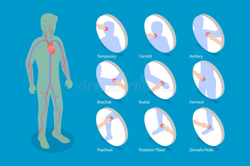 3D Isometric Flat Vector Conceptual Illustration of Major Arteries and ...