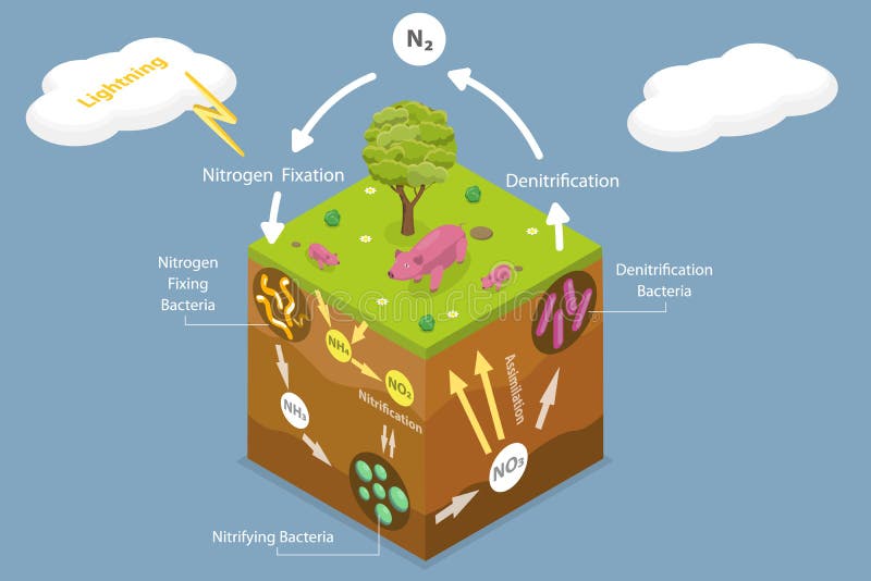 Ammonification Nitrogen Cycle