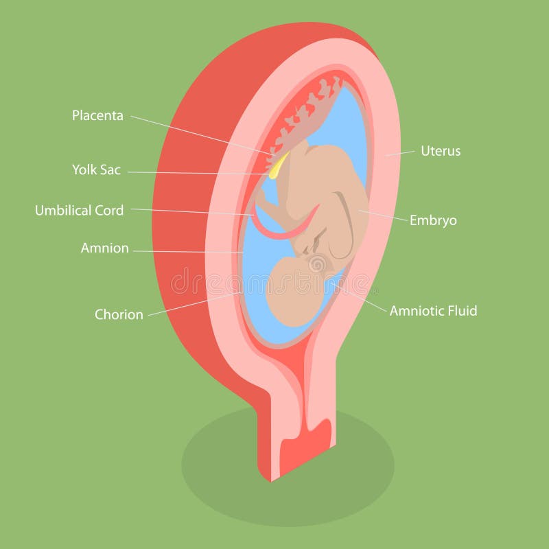 3D Isometric Flat Vector Conceptual Illustration of Placenta Anatomical ...