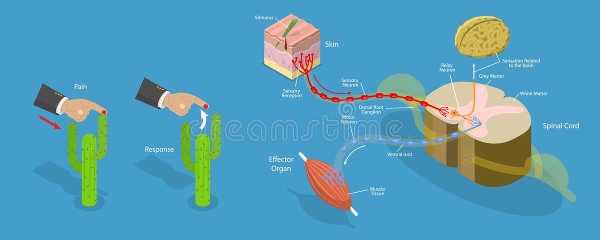 Reflex Arc Stock Illustrations – 58 Reflex Arc Stock Illustrations ...
