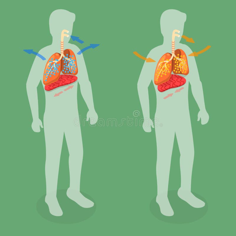 3D Isometric Flat Vector Conceptual Illustration of Respiratory System ...