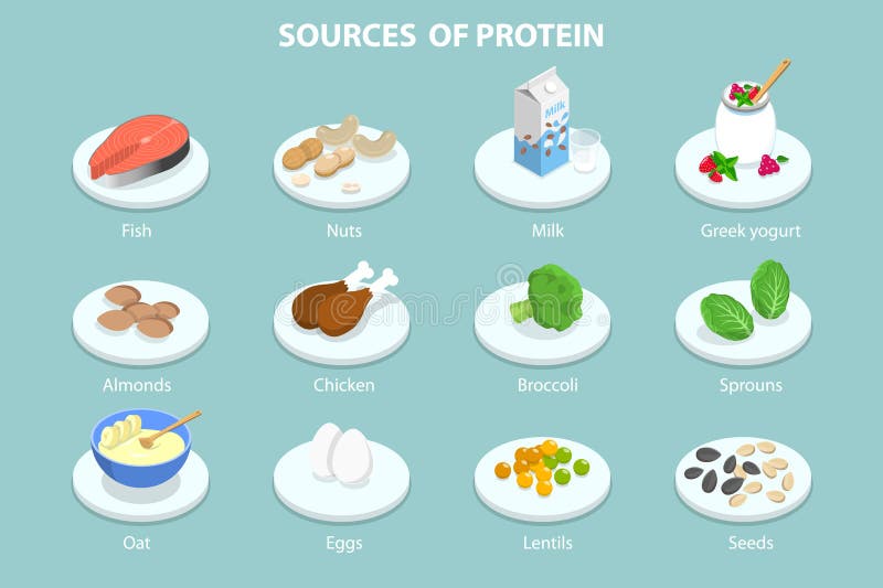 3D Isometric Flat Vector Conceptual Illustration of Sources of Protein ...