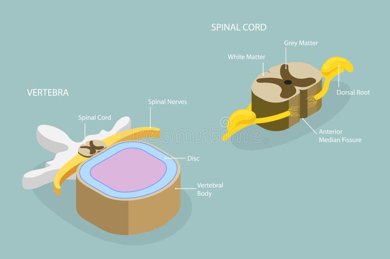 3D Isometric Flat Vector Conceptual Illustration of Spinal Cord Stock ...