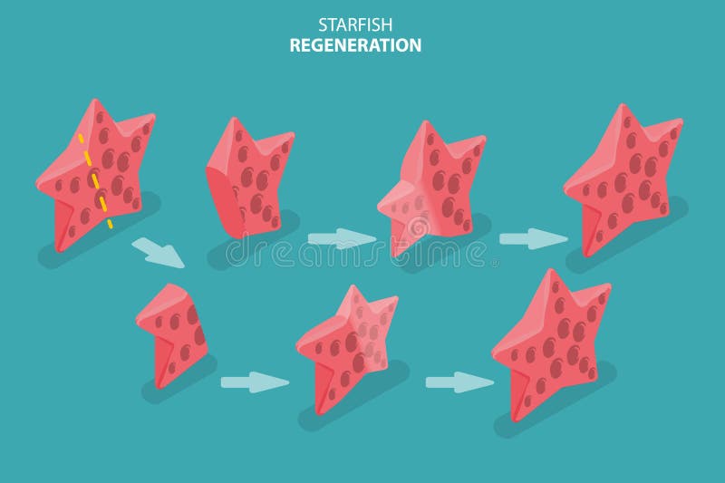 Fragmentation Reproduction