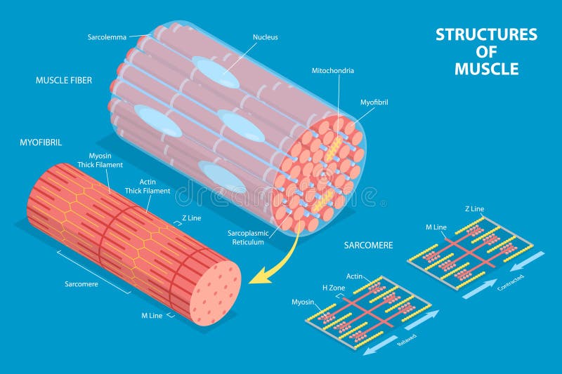 Myofibril Diagram