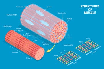 Cardiac Muscle Myofibril Stock Illustrations – 23 Cardiac Muscle ...