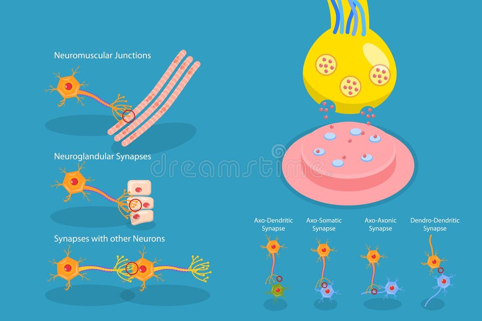 3D Isometric Flat Vector Conceptual Illustration of Synapse Stock ...