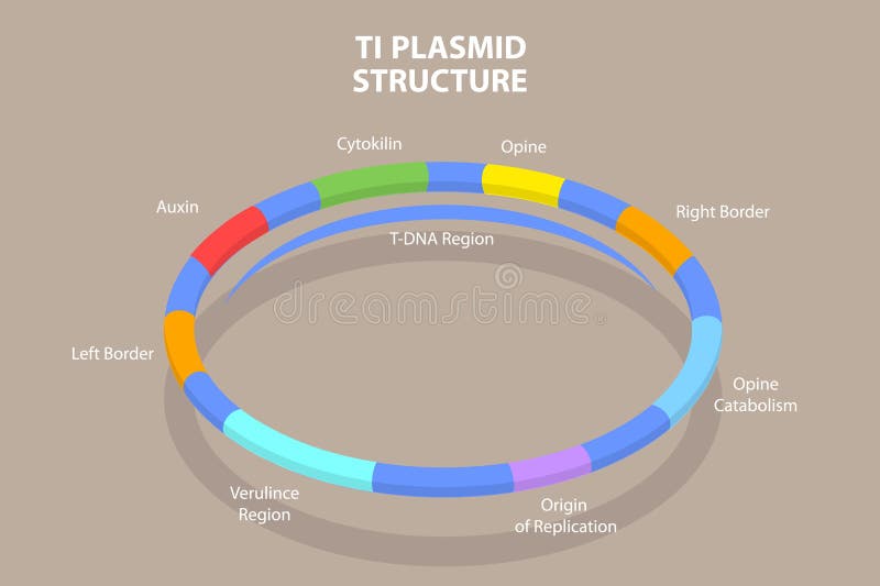 Plasmid 3d Stock Illustrations – 54 Plasmid 3d Stock Illustrations, Vectors & Clipart - Dreamstime