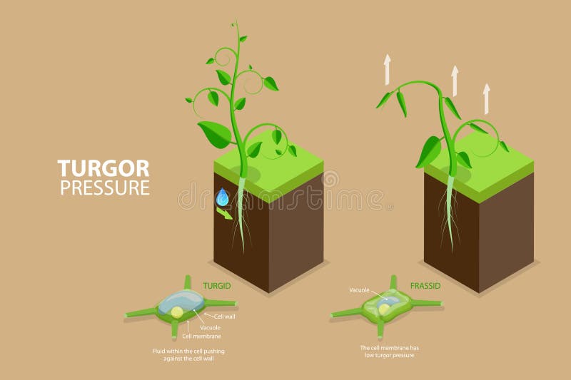 3D Isometric Flat Vector Conceptual Illustration of Turgor Pressure ...
